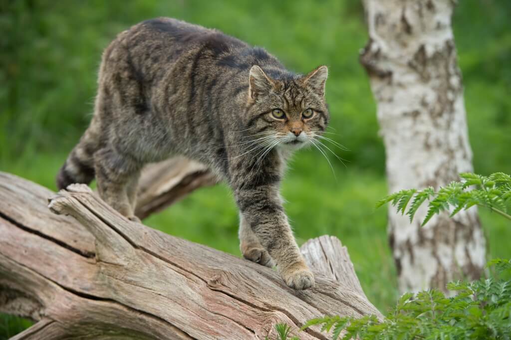Auf den Spuren der Wildkatze in der Eifel - Naturkind Magazin