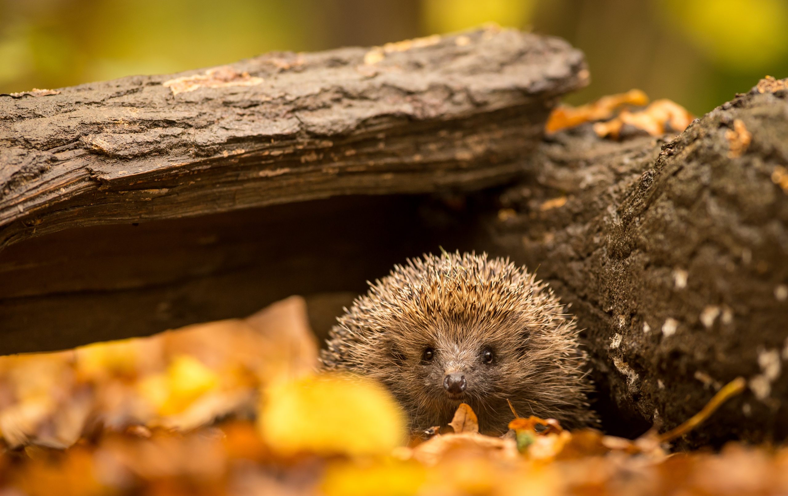 Igel in Not? So erkennst du, ob das Stacheltier deine Hilfe braucht ...