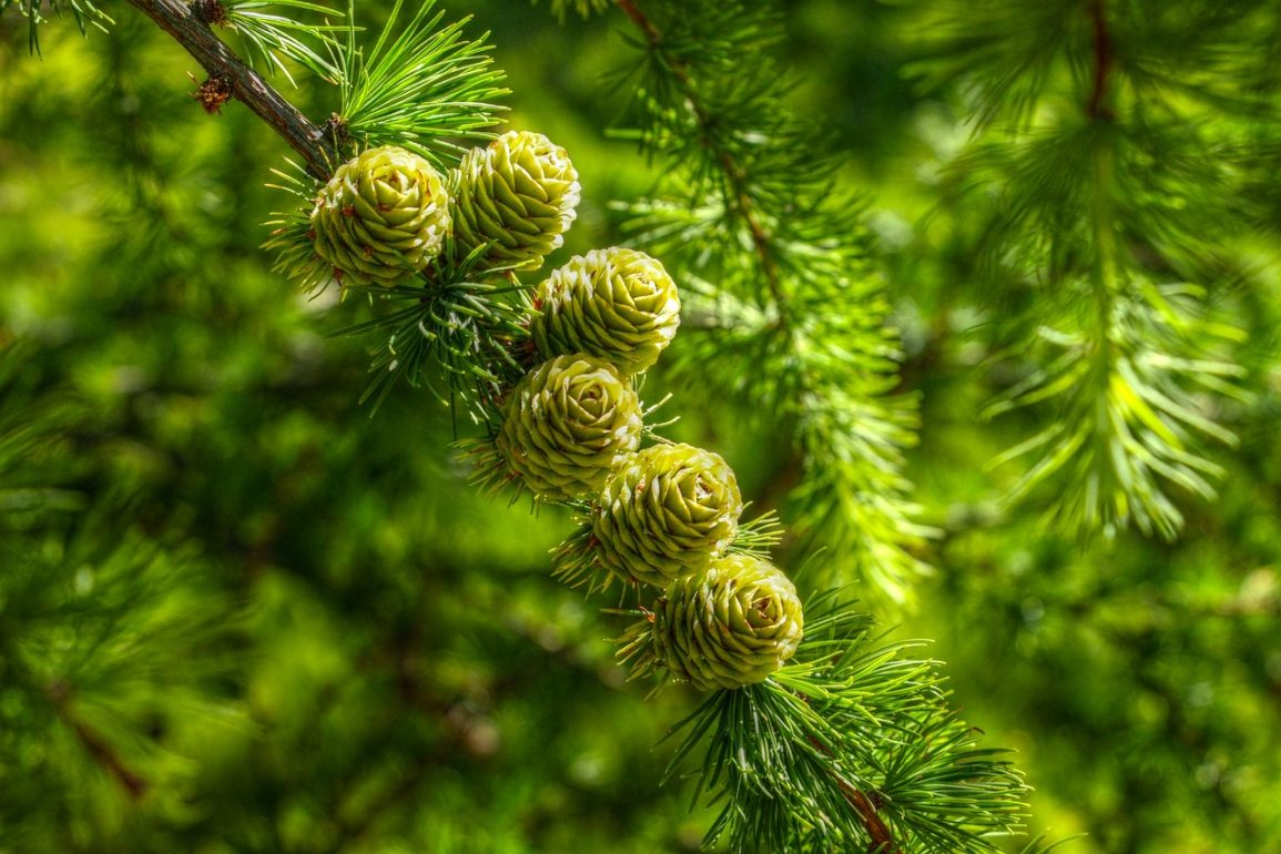 Naturwissen to go: Welcher Zapfen gehört zu welchem Baum? - Naturkind ...