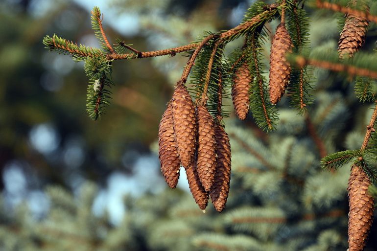 Naturwissen to go: Welcher Zapfen gehört zu welchem Baum? - Naturkind ...