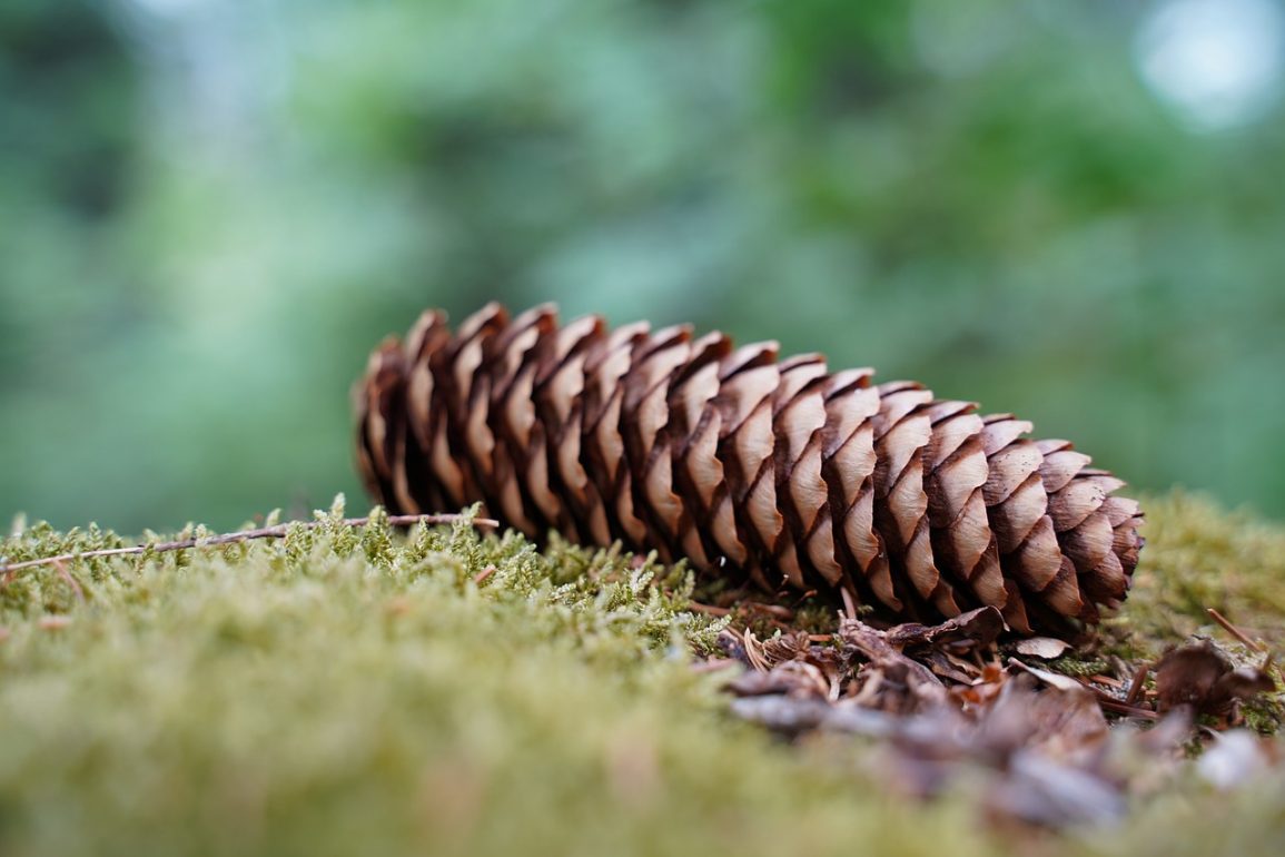 Naturwissen to go: Welcher Zapfen gehört zu welchem Baum? - Naturkind ...