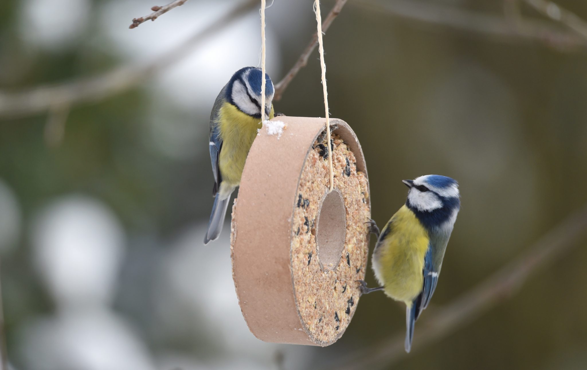 Heimische Vögel im Winter richtig füttern - Naturkind Magazin